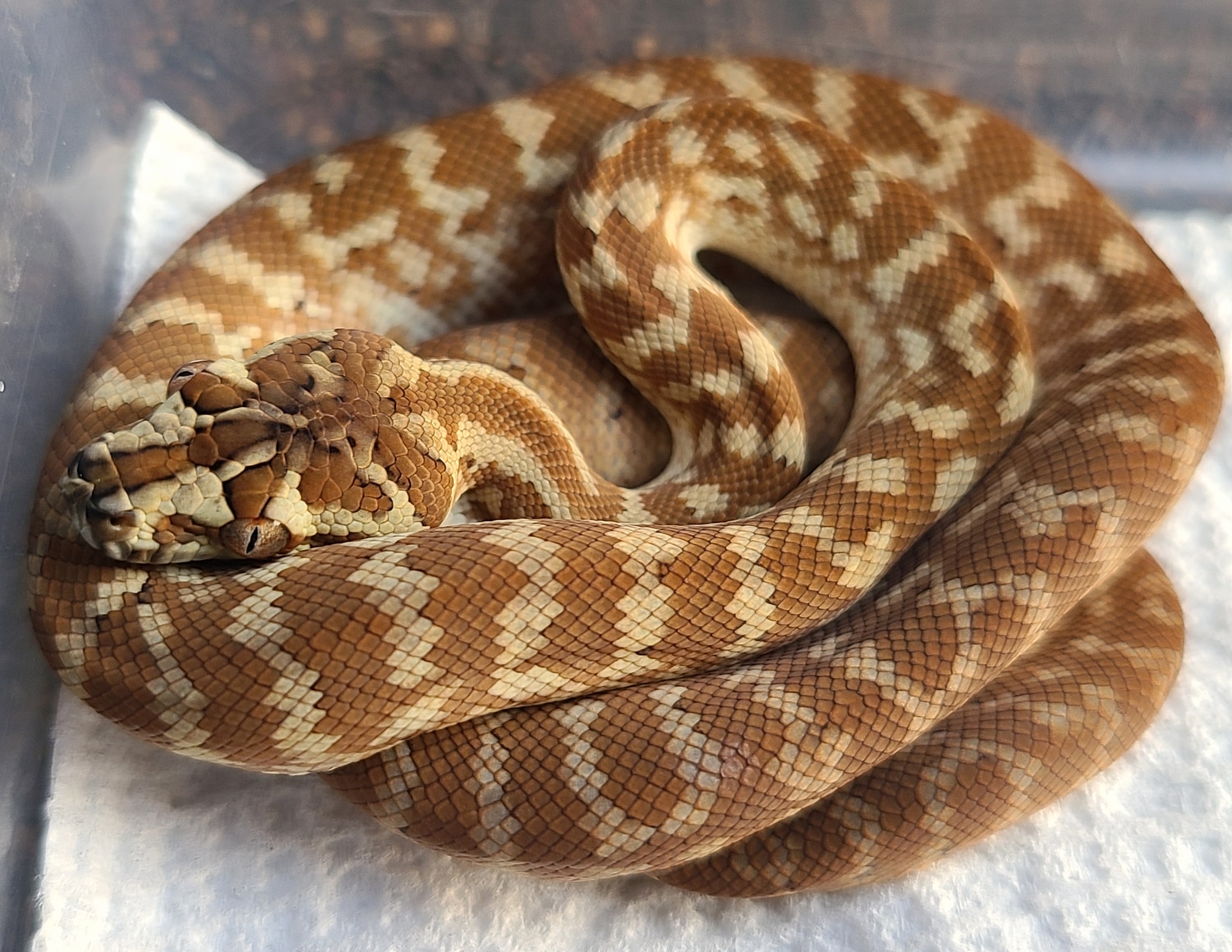 Super Caramel Coastal Carpet Python by Mid Atlantic Reptile - MorphMarket
