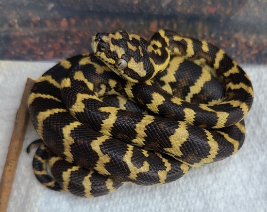 Jungle Carpet Python by Mid Atlantic Reptile