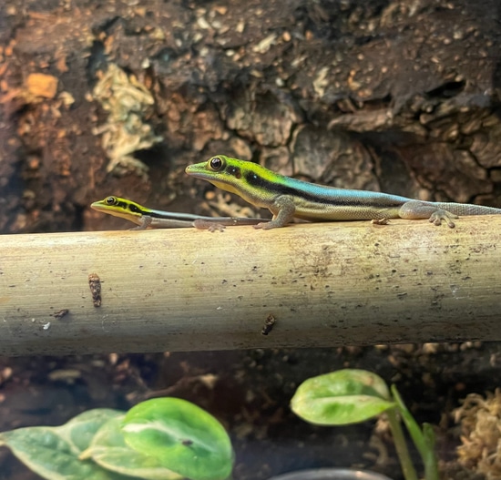 Female Neon Day Gecko- FREE SHIPPING by Middle Tennessee Cubaris