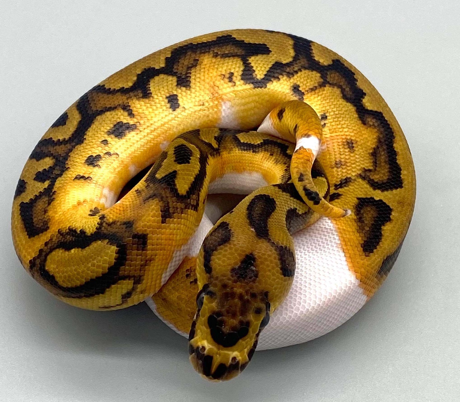 Clown Pied Ball Python by Texas Midgard Serpents - MorphMarket
