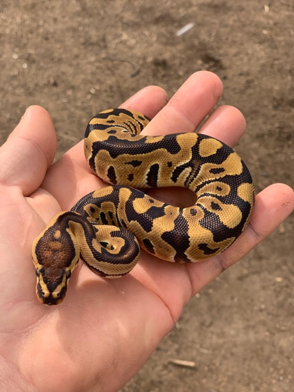 Crypton Ball Python by Texas Midgard Serpents