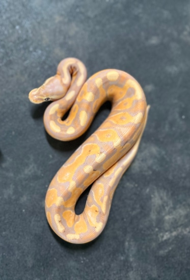 Banana Cinnamon Enchi 66% Het Puzzle Ball Python by Texas Midgard Serpents