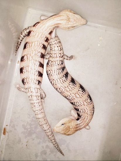 White Line Skinks More Skink by Midgard Serpents