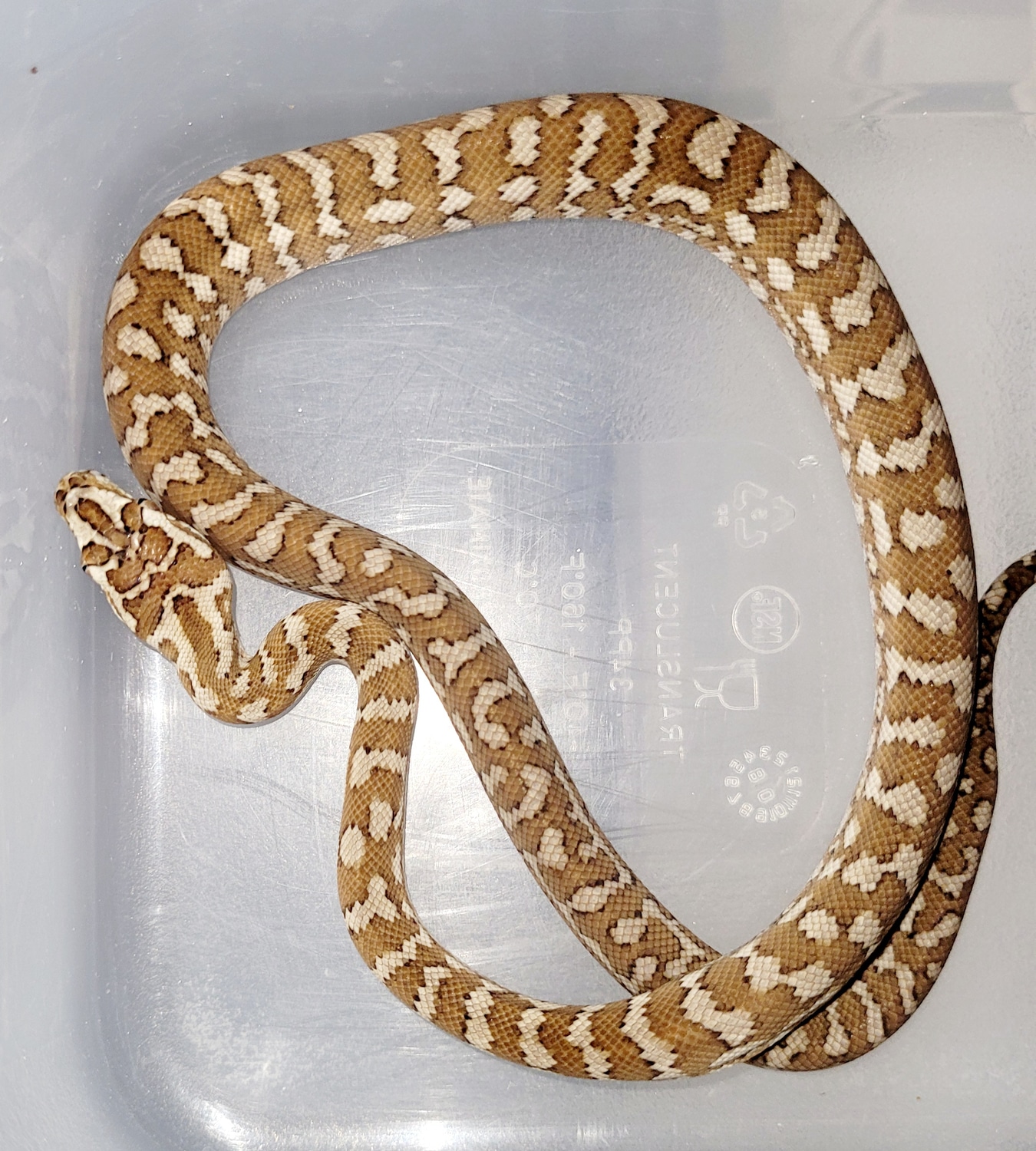 Super Caramel Coastal Carpet Python by Midgard Serpents - MorphMarket