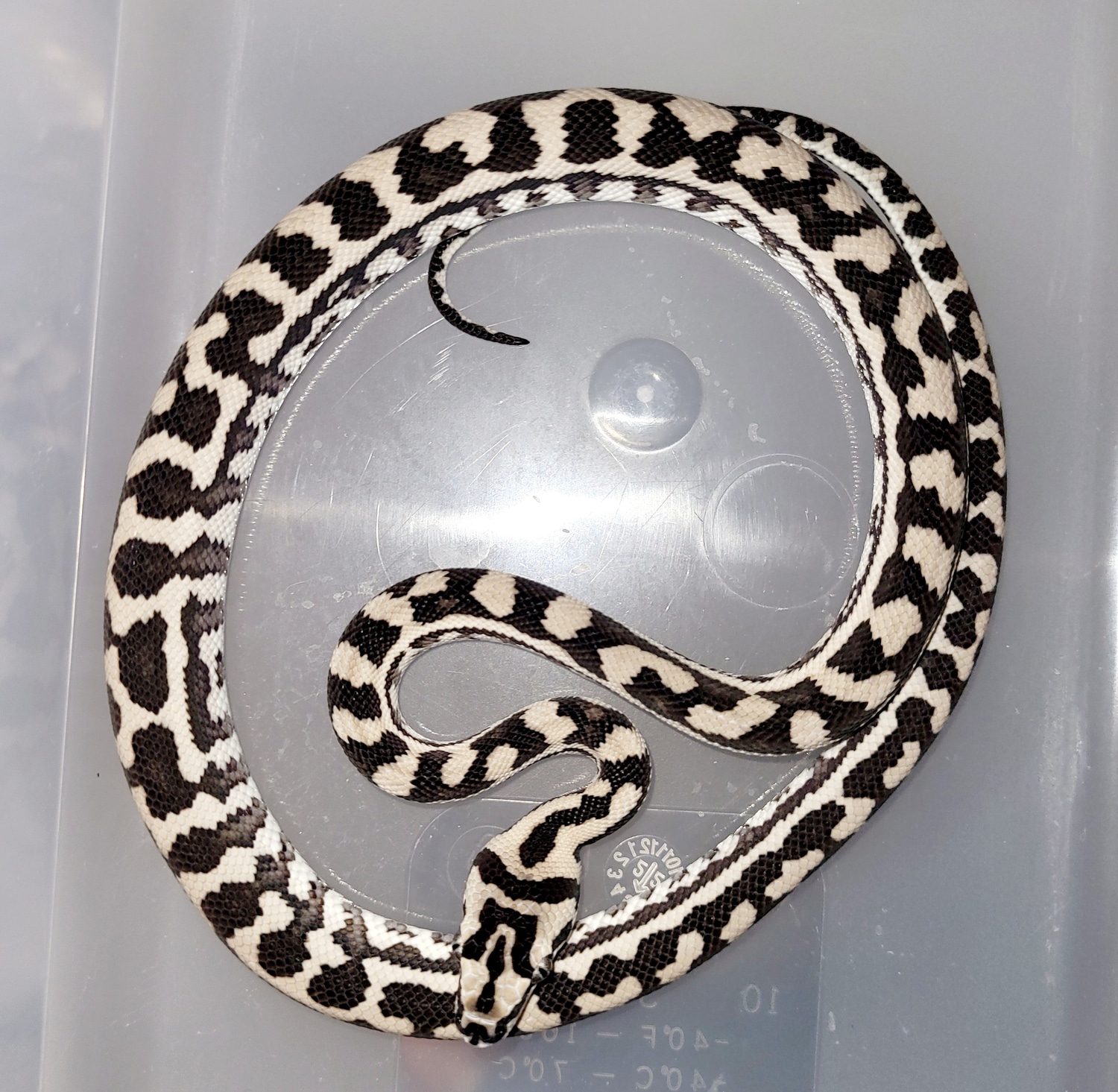 Axanthic Coastal Carpet Python by Midgard Serpents - MorphMarket