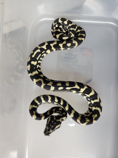 Ivory Jungle Jungle Carpet Python by Midgard Serpents