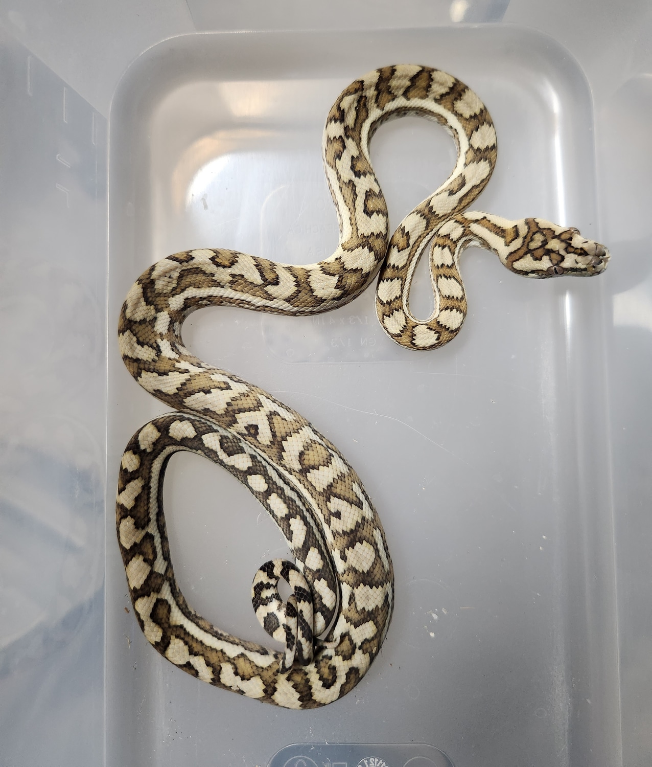 Caramel Coastal Coastal Carpet Python by Midgard Serpents - MorphMarket