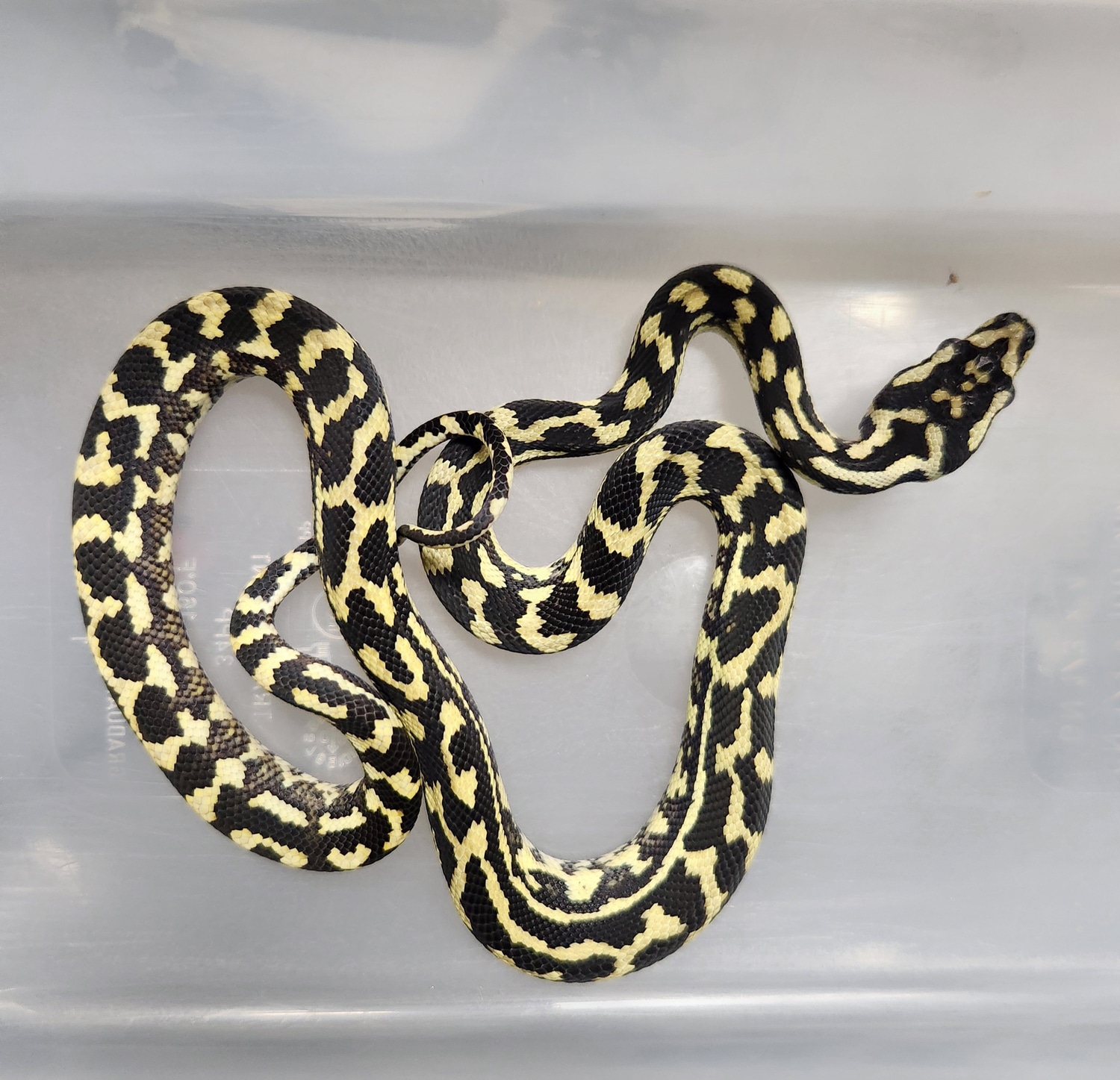 Jungle Jungle Carpet Python by Midgard Serpents - MorphMarket