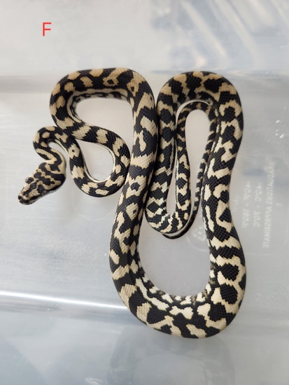 Het Axanthic Coastal Carpet Python by Midgard Serpents