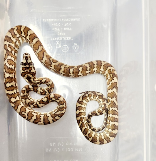 Pos Super Caramel Coastal Carpet Python by Midgard Serpents