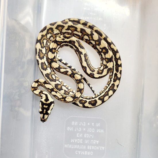 Caramel Coastal Carpet Python by Midgard Serpents