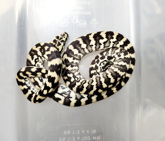 Het Axanthic Coastal Carpet Python by Midgard Serpents