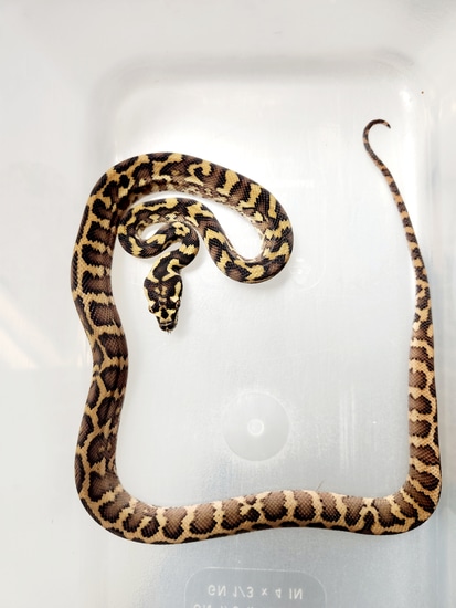 100% Het Granite Irian Jaya Carpet Python by Midgard Serpents