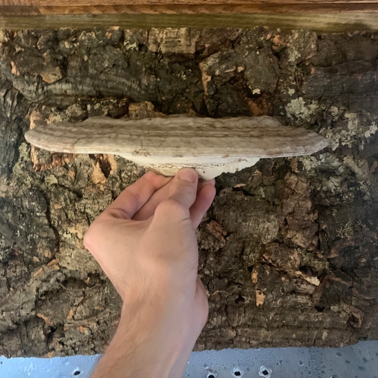 HUGE G. Applanatum Mushroom Ledge/Decor! Other Plant by Mid’s Morphs