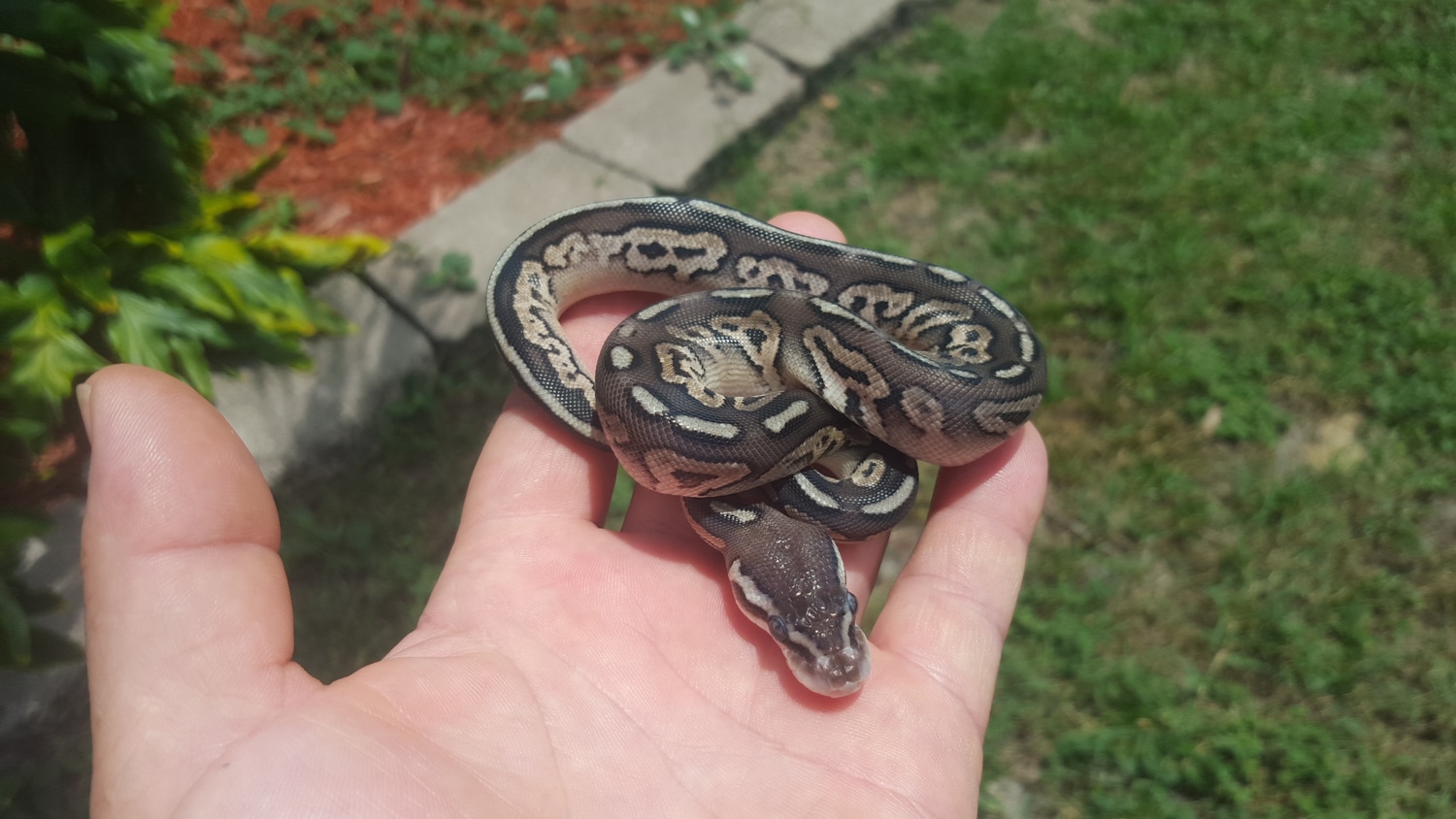 Pewter Het Pied Ball Python by Midnight Constrictors - MorphMarket