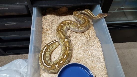 Lithium Ball Python by Midnight Constrictors