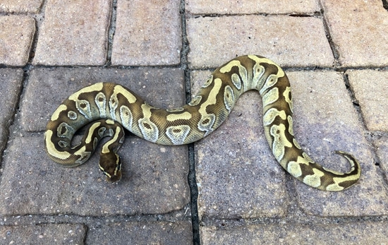 Mochi Het Orange Ghost Ball Python by Midnight Constrictors