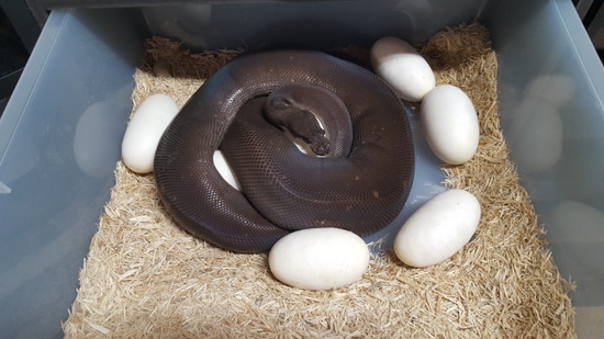 8Ball 100% Het Pied Ball Python by Midnight Constrictors