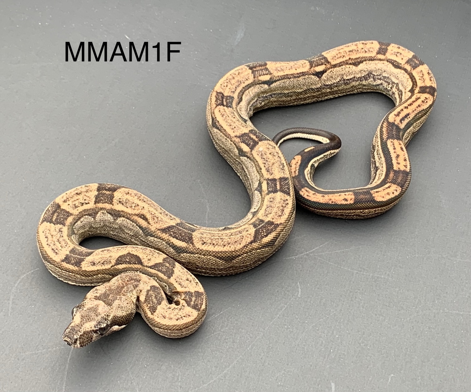 Arabesque Motley 100% Het Kahl Albino Boa Constrictor by Midnight ...