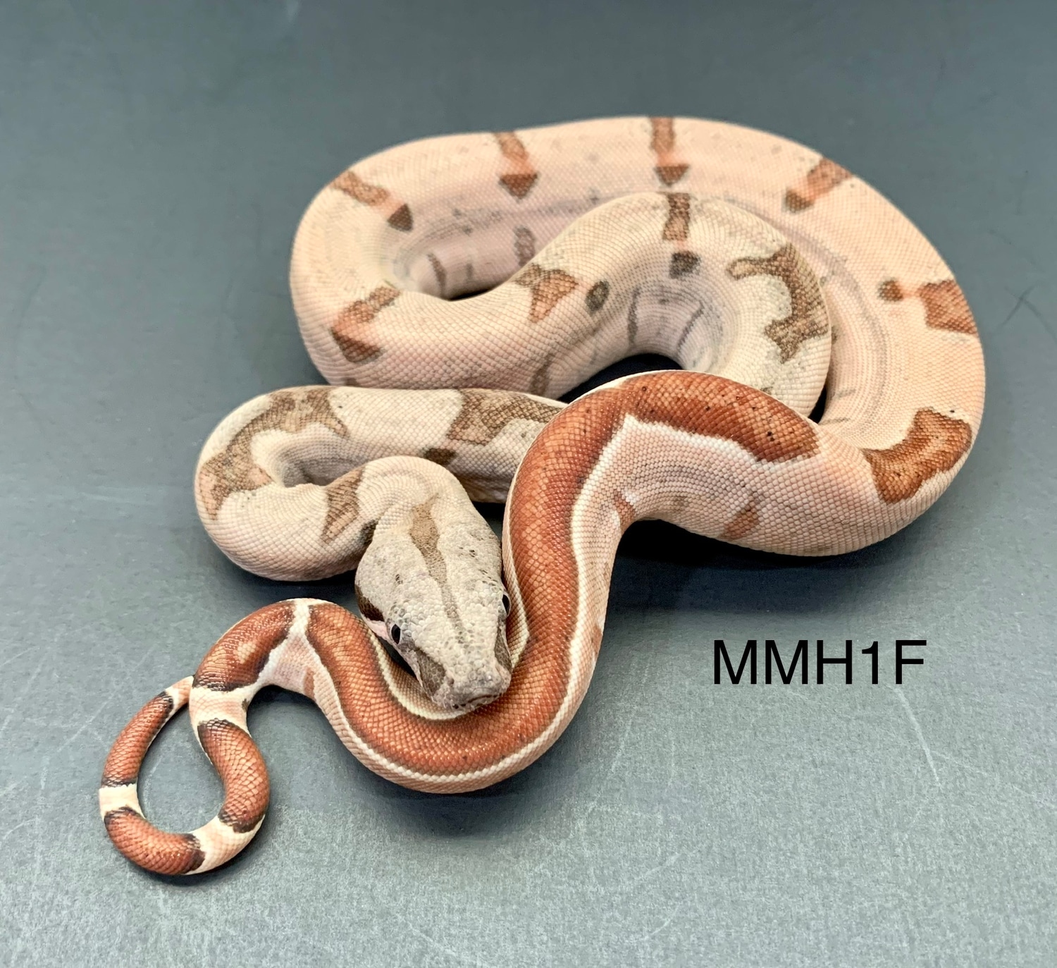 Hypo 66% Het Kahl Albino Boa Constrictor by Midnight Constrictors ...