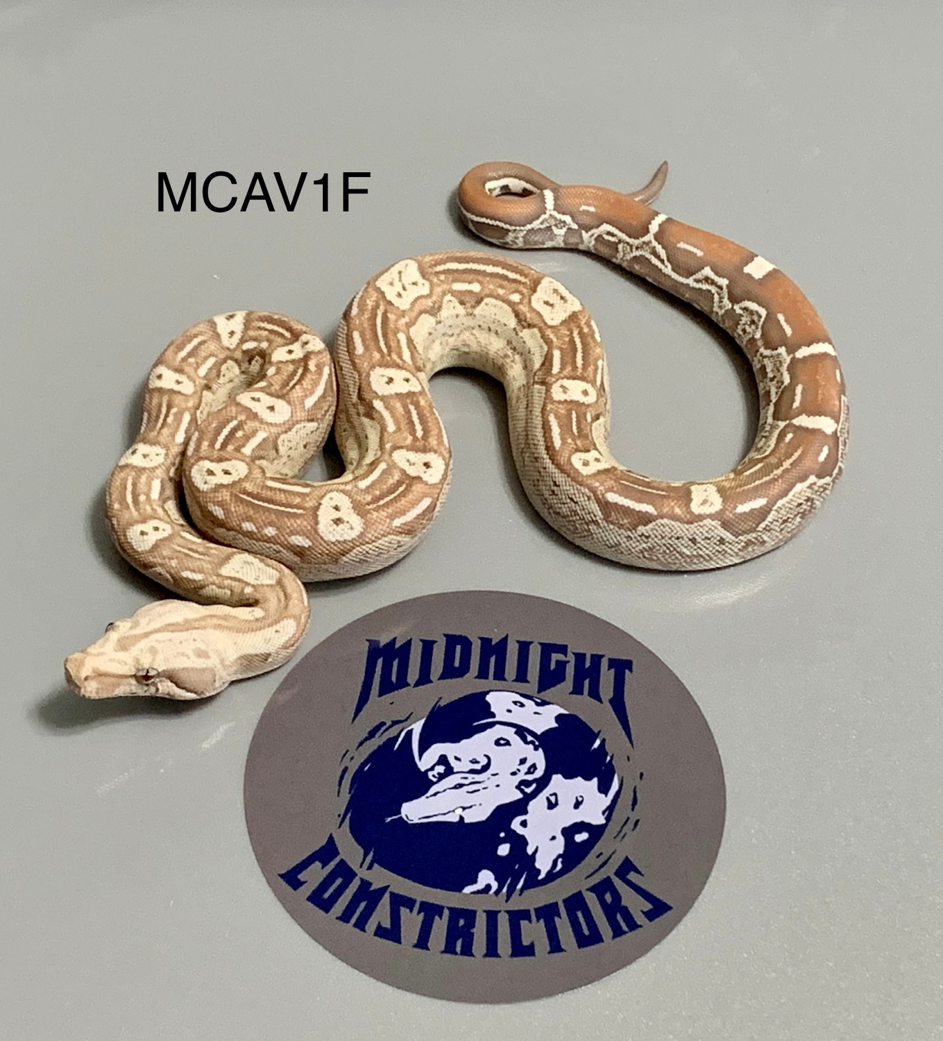 Aztec VPI Boa Constrictor by Midnight Constrictors - MorphMarket