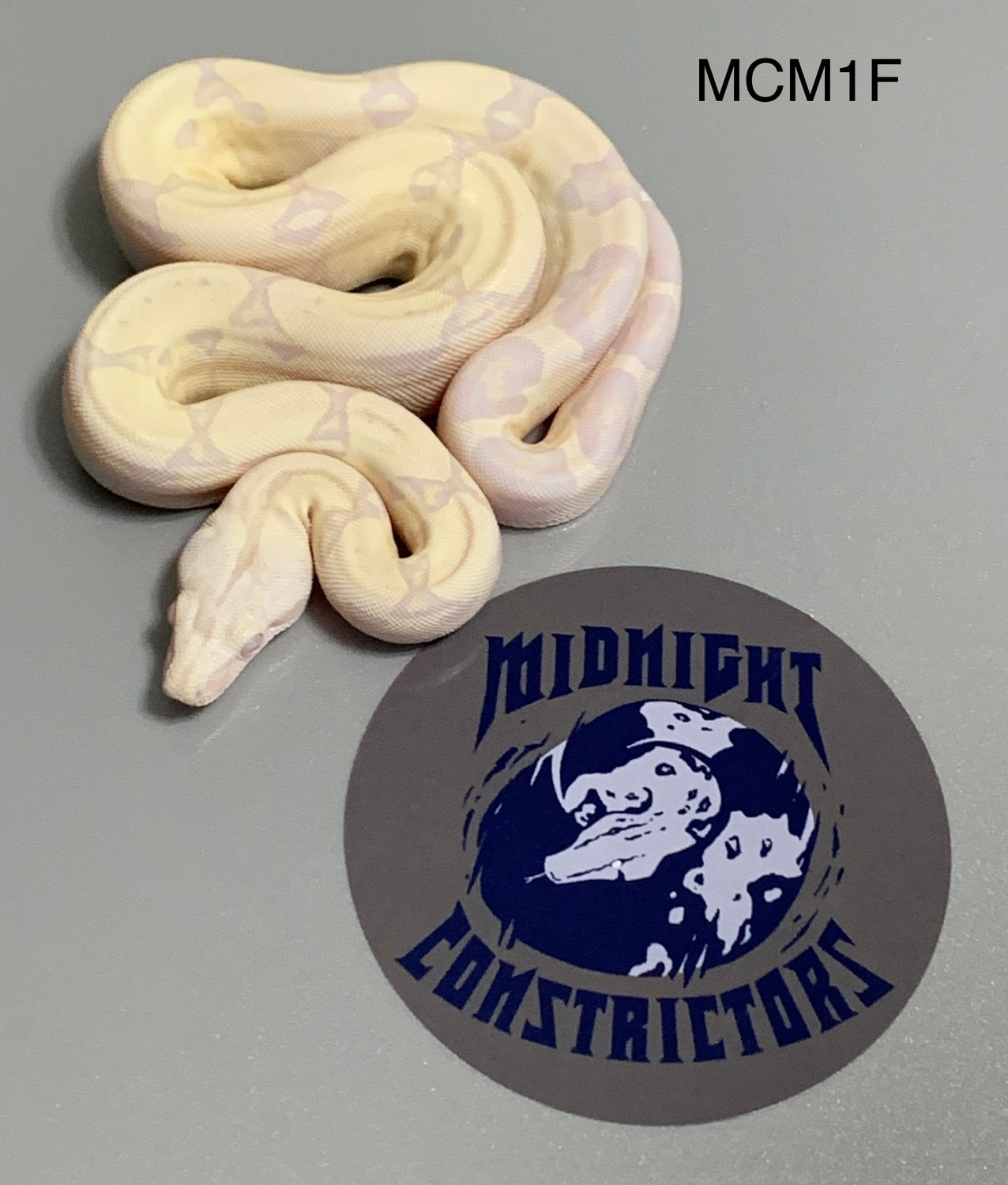 Moonglow Boa Constrictor by Midnight Constrictors - MorphMarket
