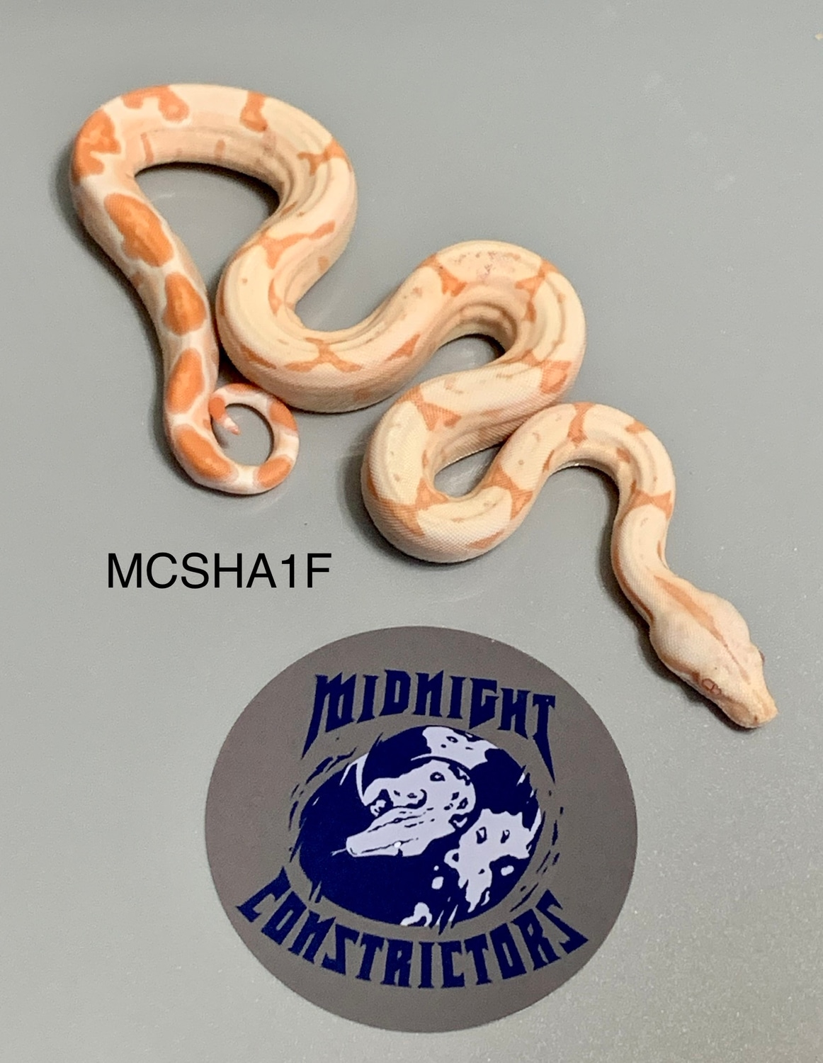 Sunglow Het Moonglow Boa Constrictor by Midnight Constrictors - MorphMarket