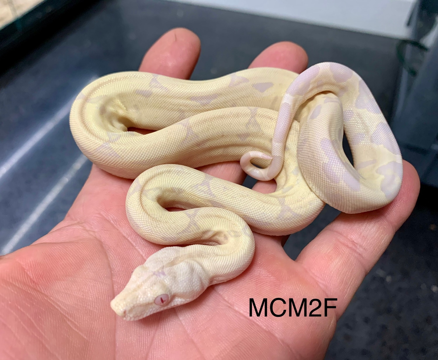 Moonglow Boa Constrictor by Midnight Constrictors - MorphMarket