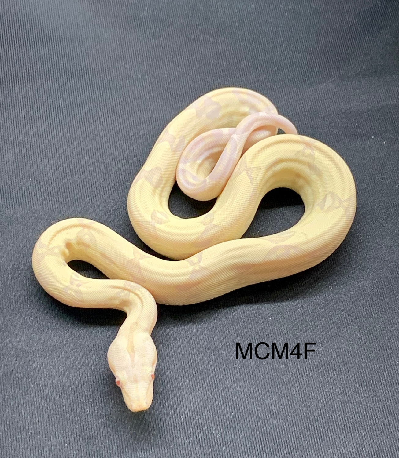 Moonglow Boa Constrictor by Midnight Constrictors - MorphMarket