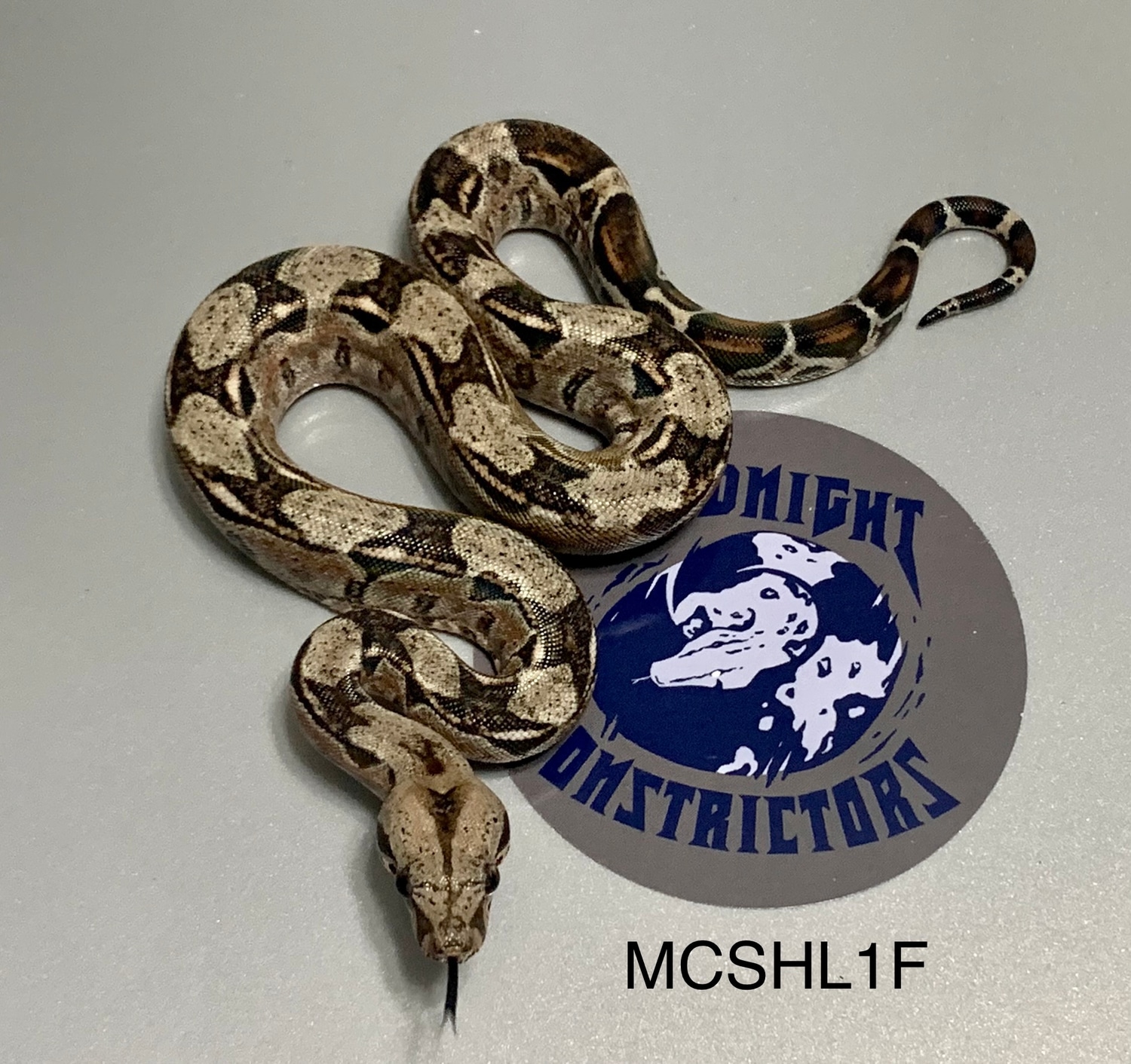 Sonoran Het Leopard Boa Constrictor by Midnight Constrictors - MorphMarket