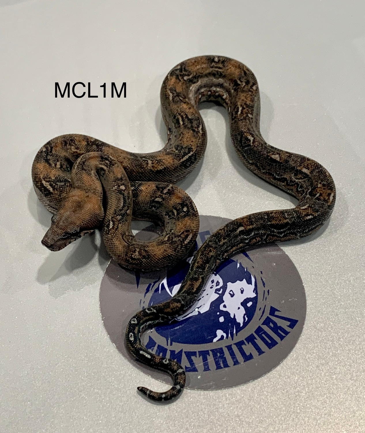Leopard Boa Constrictor by Midnight Constrictors - MorphMarket