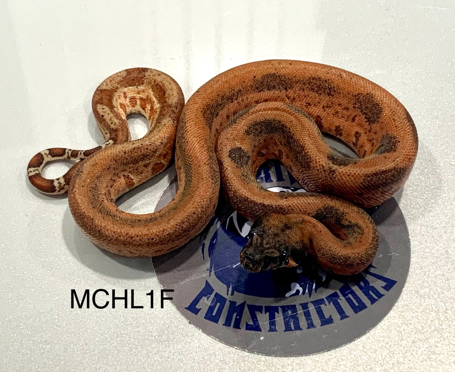 Hypo Leopard Boa Constrictor by Midnight Constrictors - MorphMarket