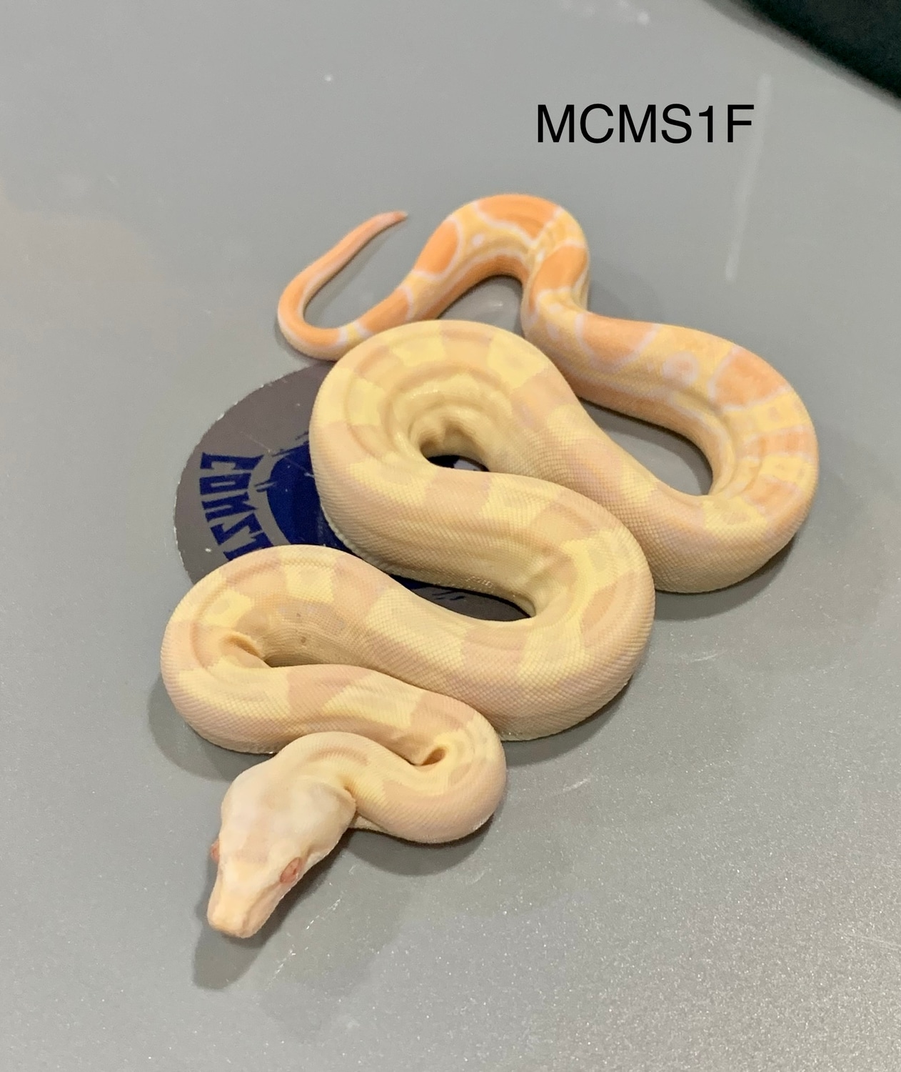 Motley Sharp Albino Boa Constrictor by Midnight Constrictors - MorphMarket
