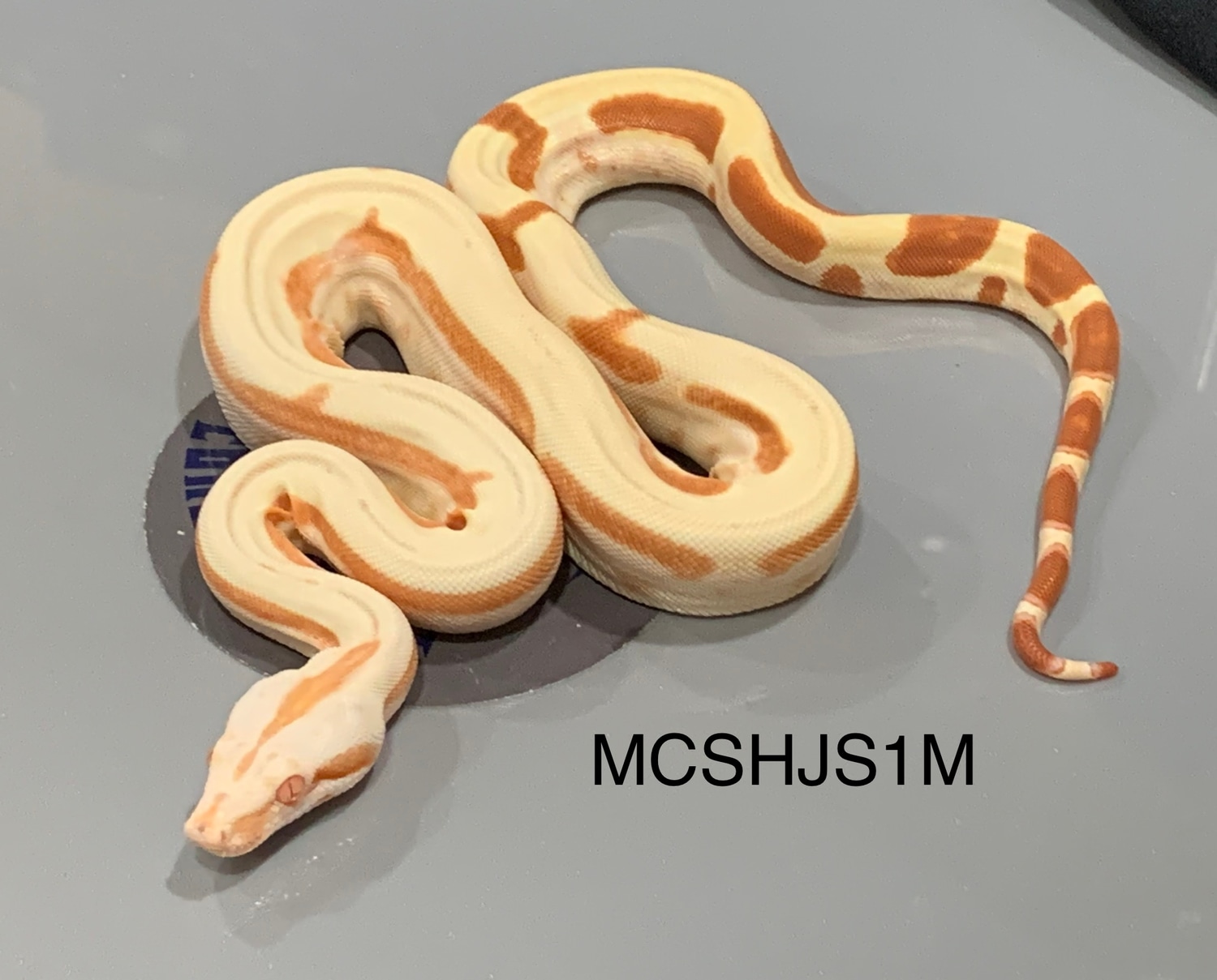 Super Junglow Sharp Boa Constrictor by Midnight Constrictors - MorphMarket