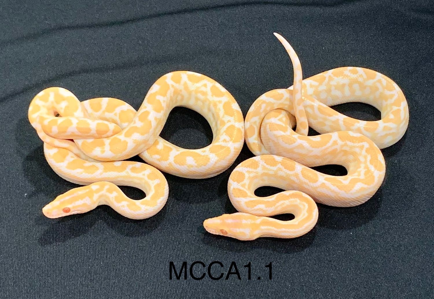 Pair Of T- Albino Rainbow Boas Colombian Rainbow Boa by Midnight ...
