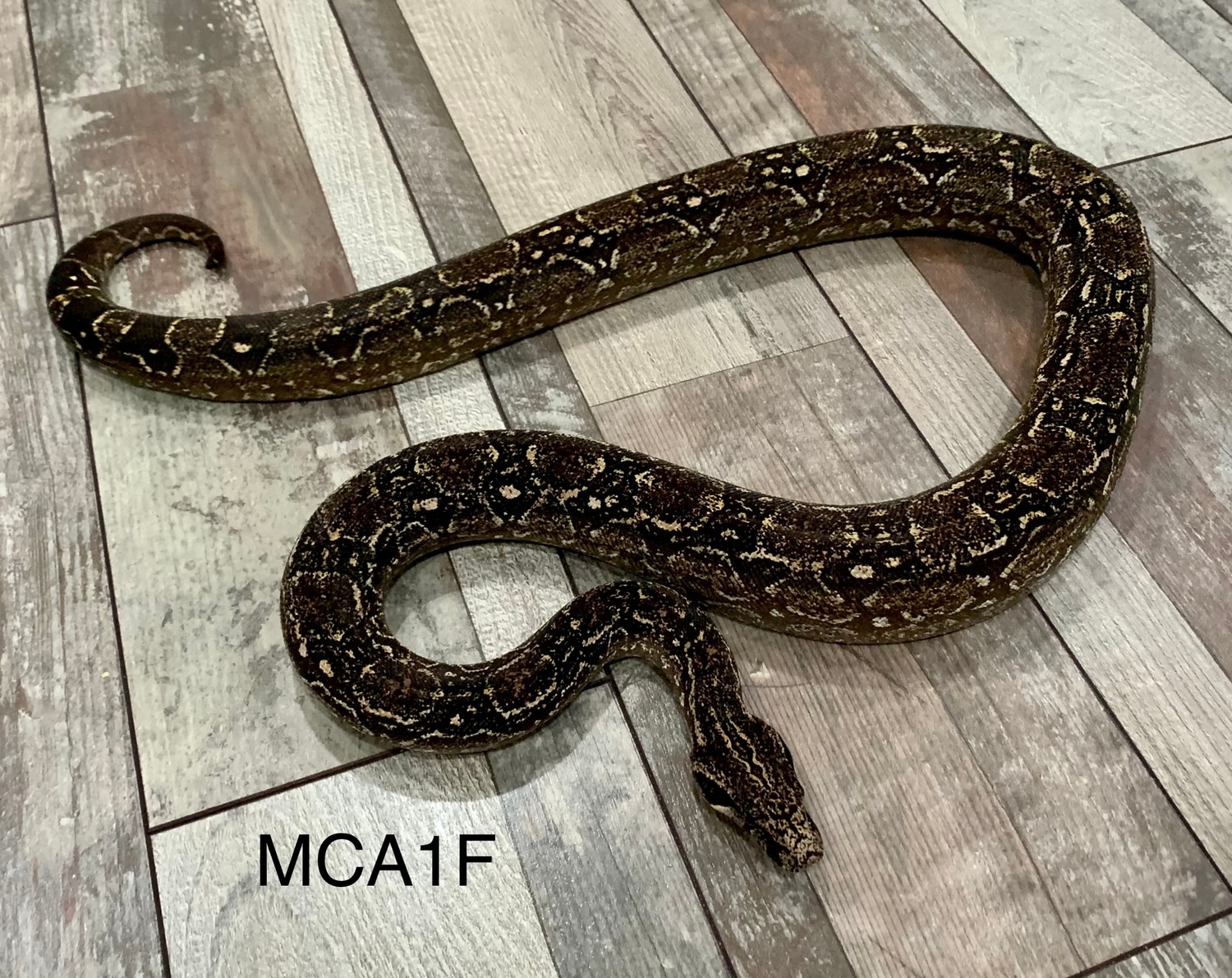 Boa Argentine Boa Constrictor by Midnight Constrictors - MorphMarket