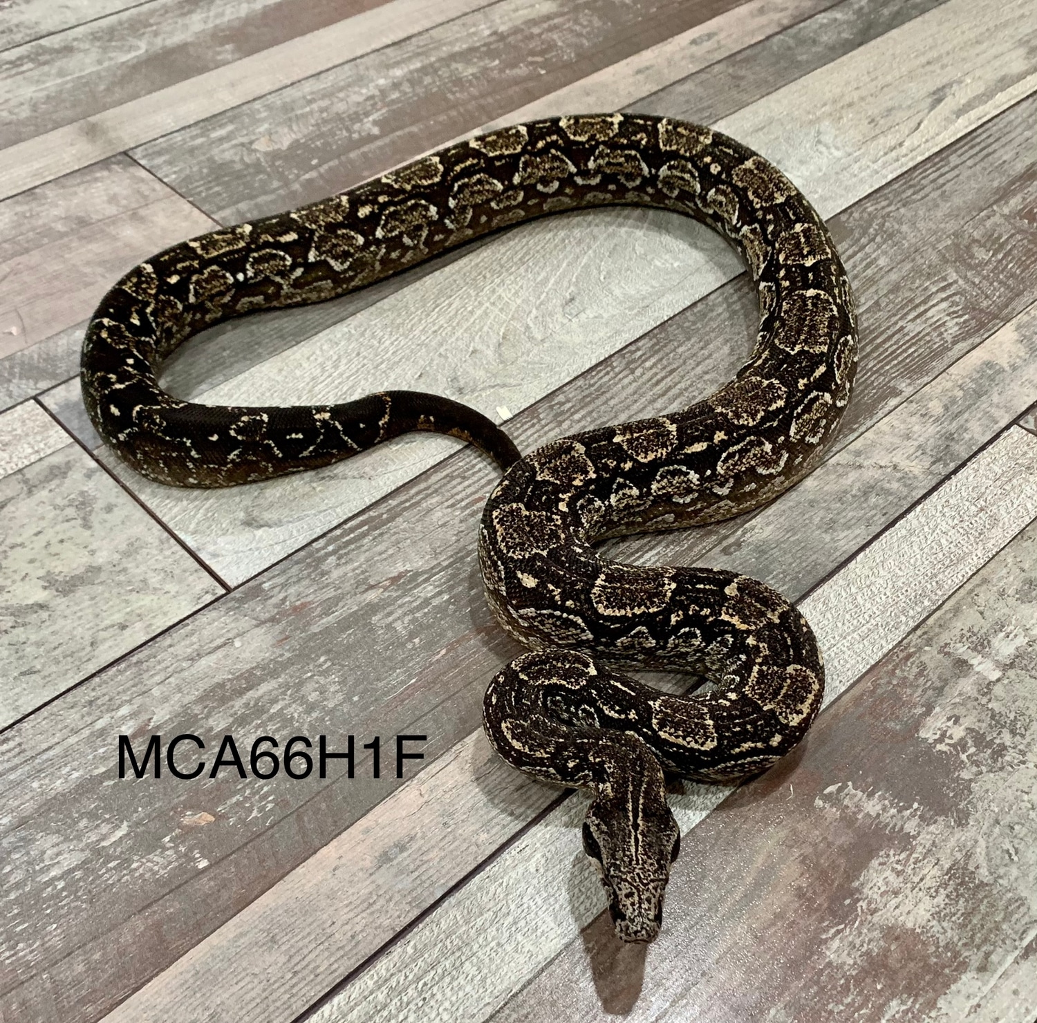 66% Het Albino Argentine Boa Constrictor by Midnight Constrictors ...