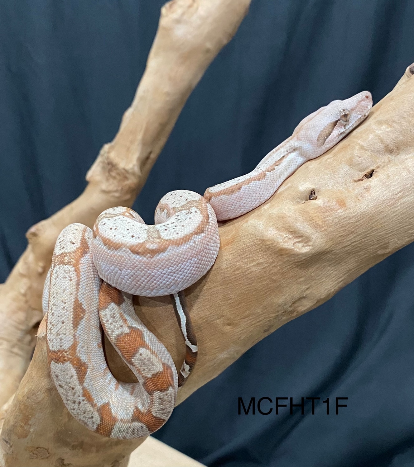 Female Fire Hypo T+ Albino Boa Constrictor by Midnight Constrictors ...