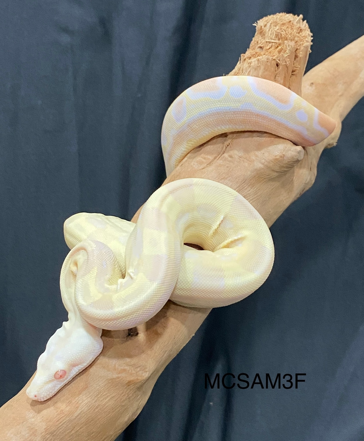 Female Sharp Albino Motley Boa Constrictor by Midnight Constrictors ...