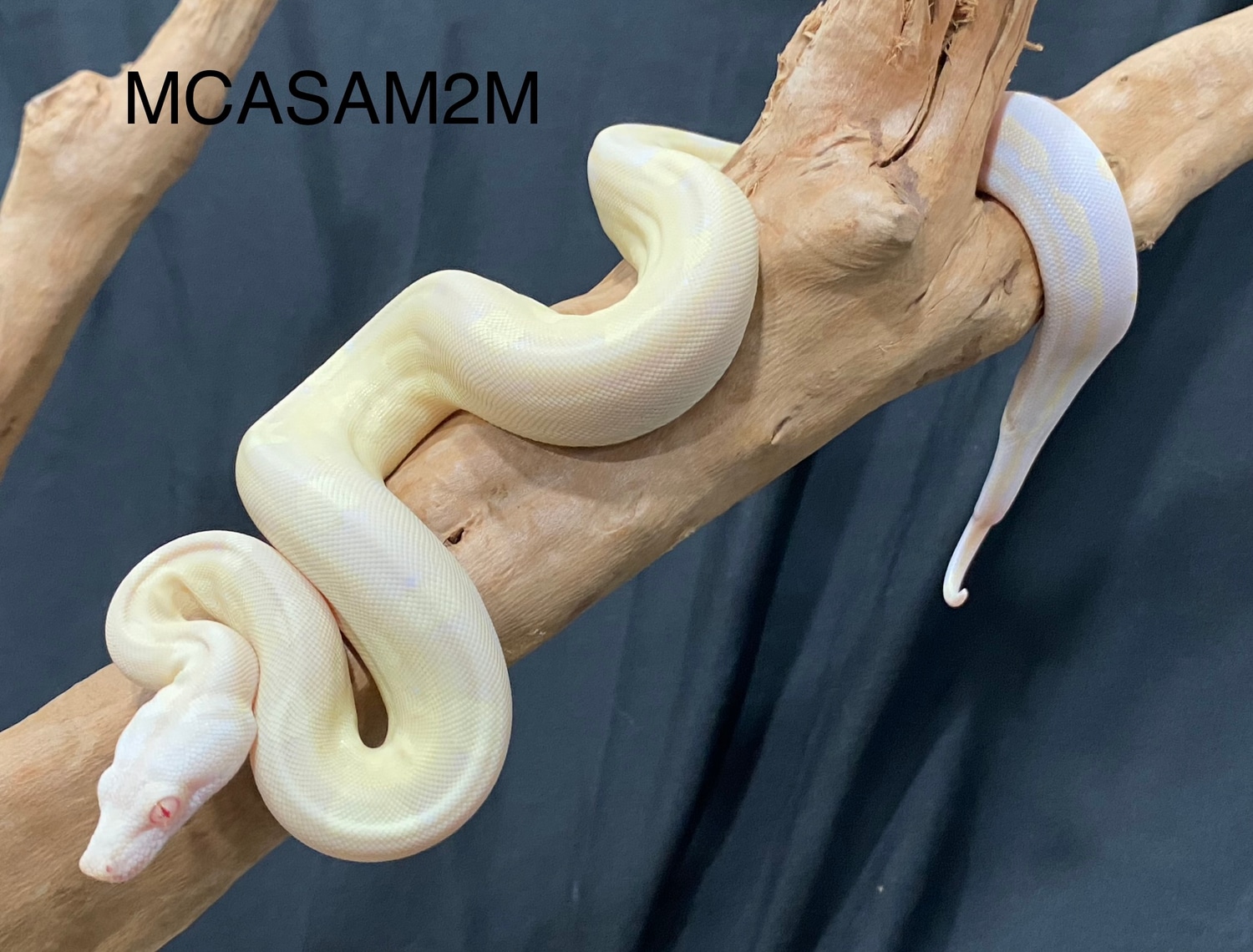 Male Aztec Sharp Albino Motley Boa Constrictor by Midnight Constrictors ...