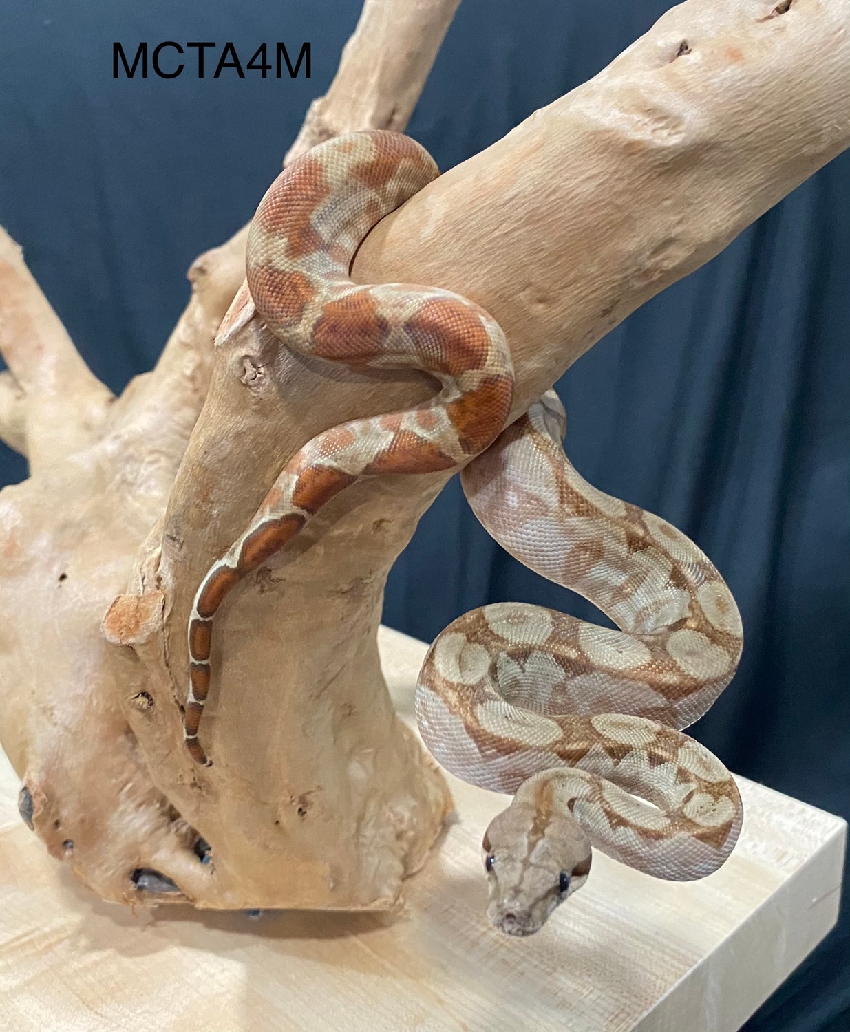 Male Central American T+ Albino Boa Constrictor by Midnight ...