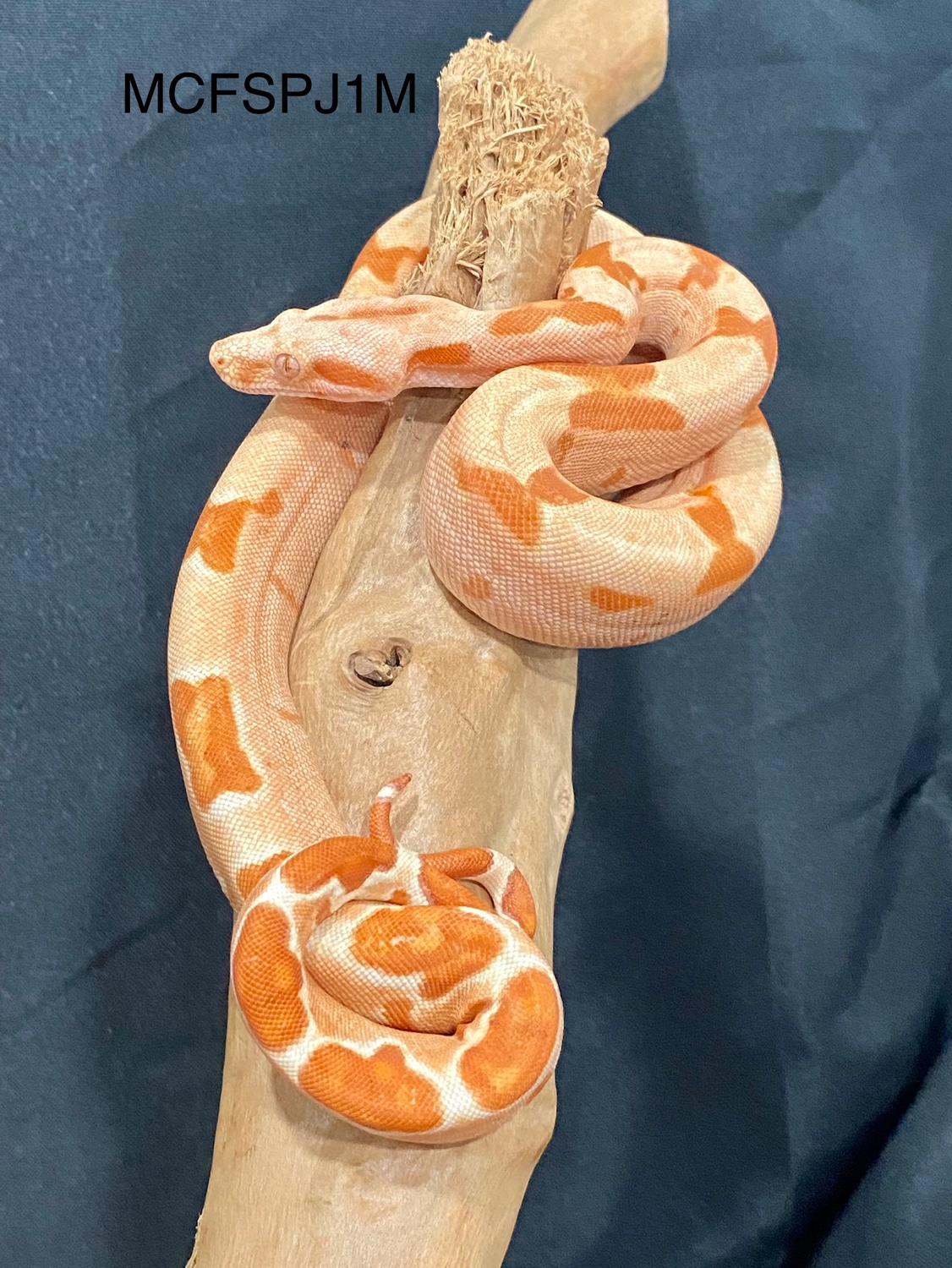 Male Flamingo Pastel Sunglow Poss Jungle Boa Constrictor by Midnight ...