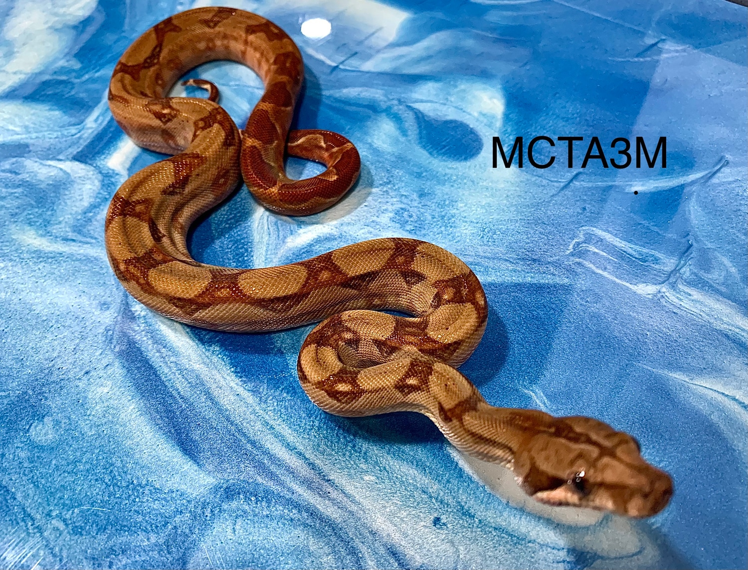 Male Central American T+ Albino Boa Constrictor by Midnight ...