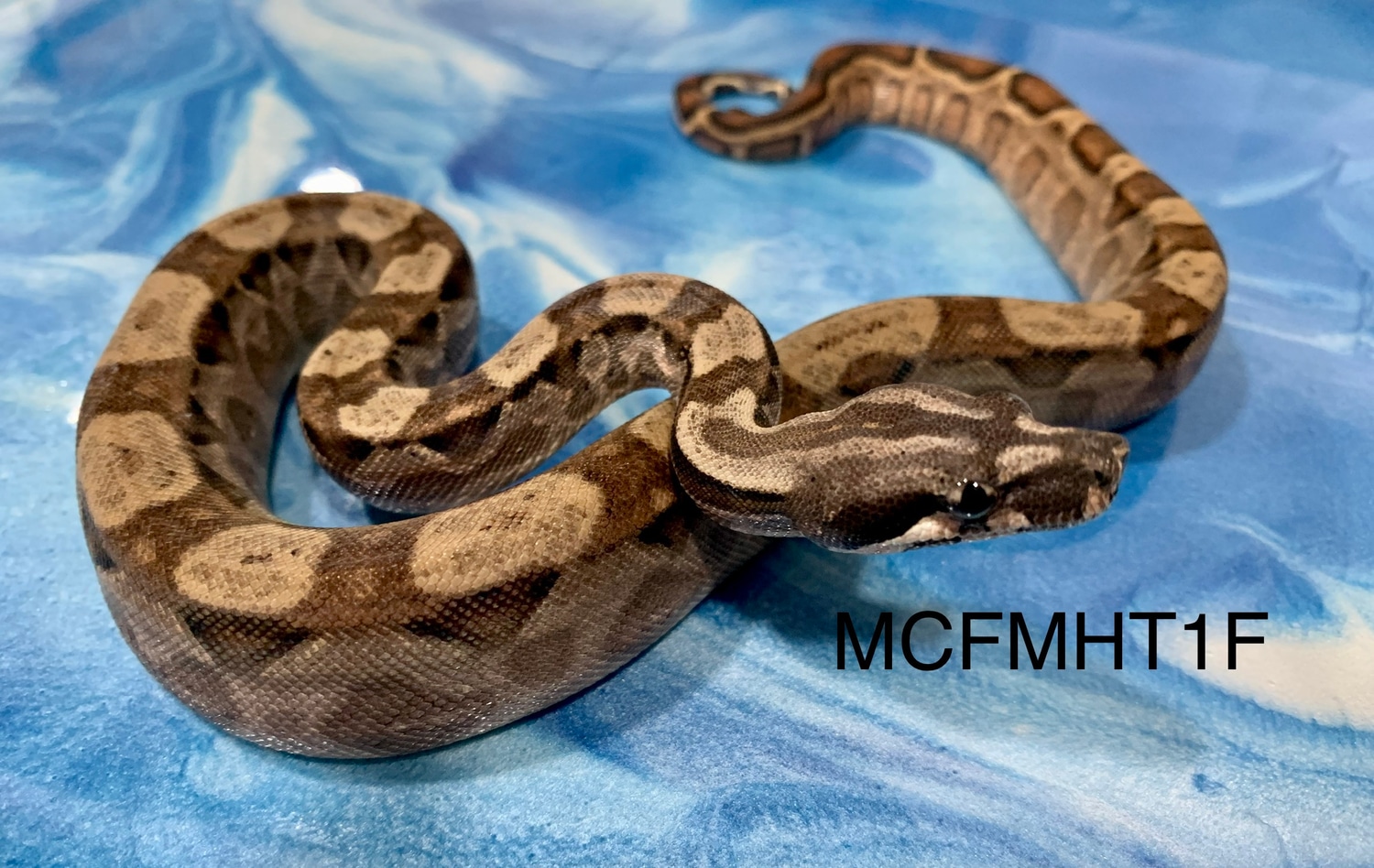 Female Central American Motley 100% Het T+ Albino Boa Constrictor by ...
