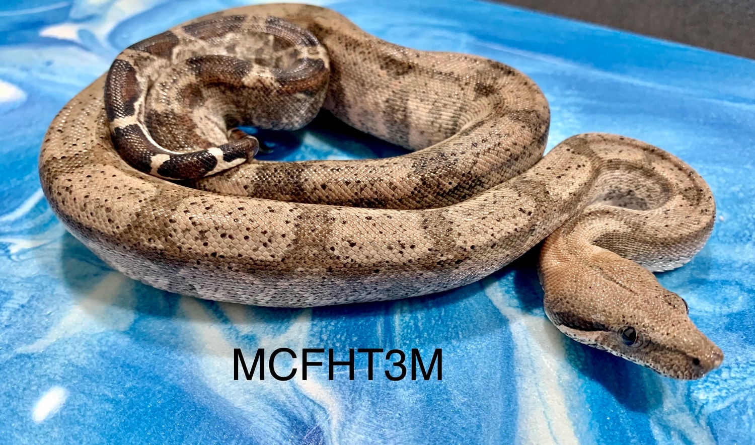 Male Fire Het T+ Albino Boa Constrictor by Midnight Constrictors - MorphMarket
