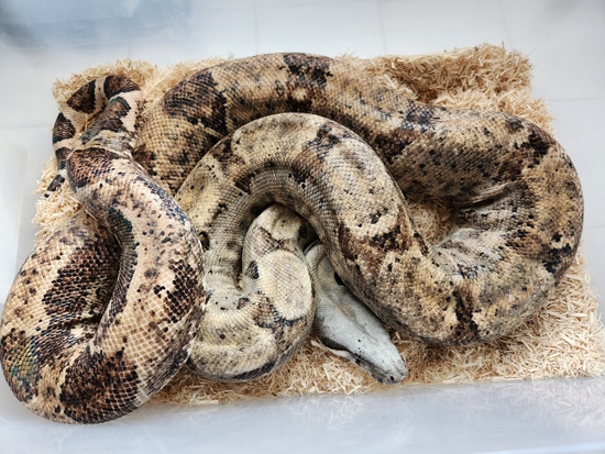 Type 2 Ghost (Pos Super) Boa Constrictor by Midnight Serpents