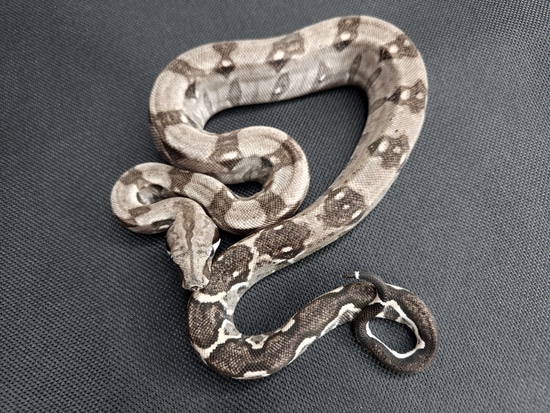 Type 2 Anery 100% Het Blood CA Boa Boa Constrictor by Midnight Serpents