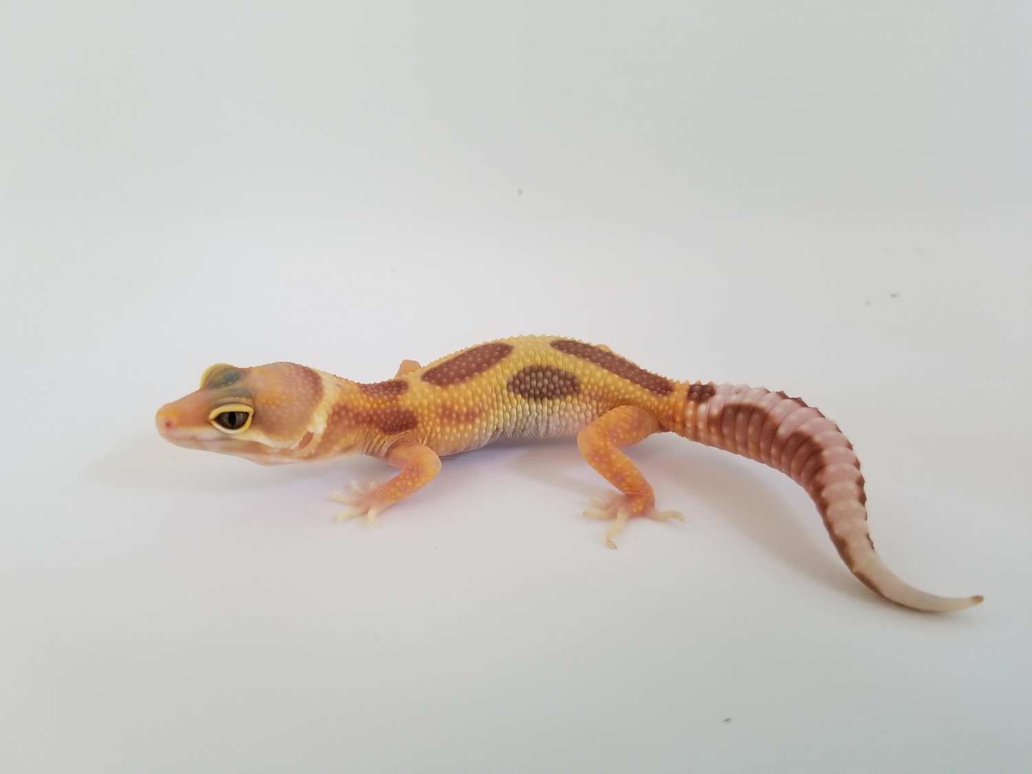 Jungle Tangerine Rainwater TSM Leopard Gecko by Midnight Exotics ...