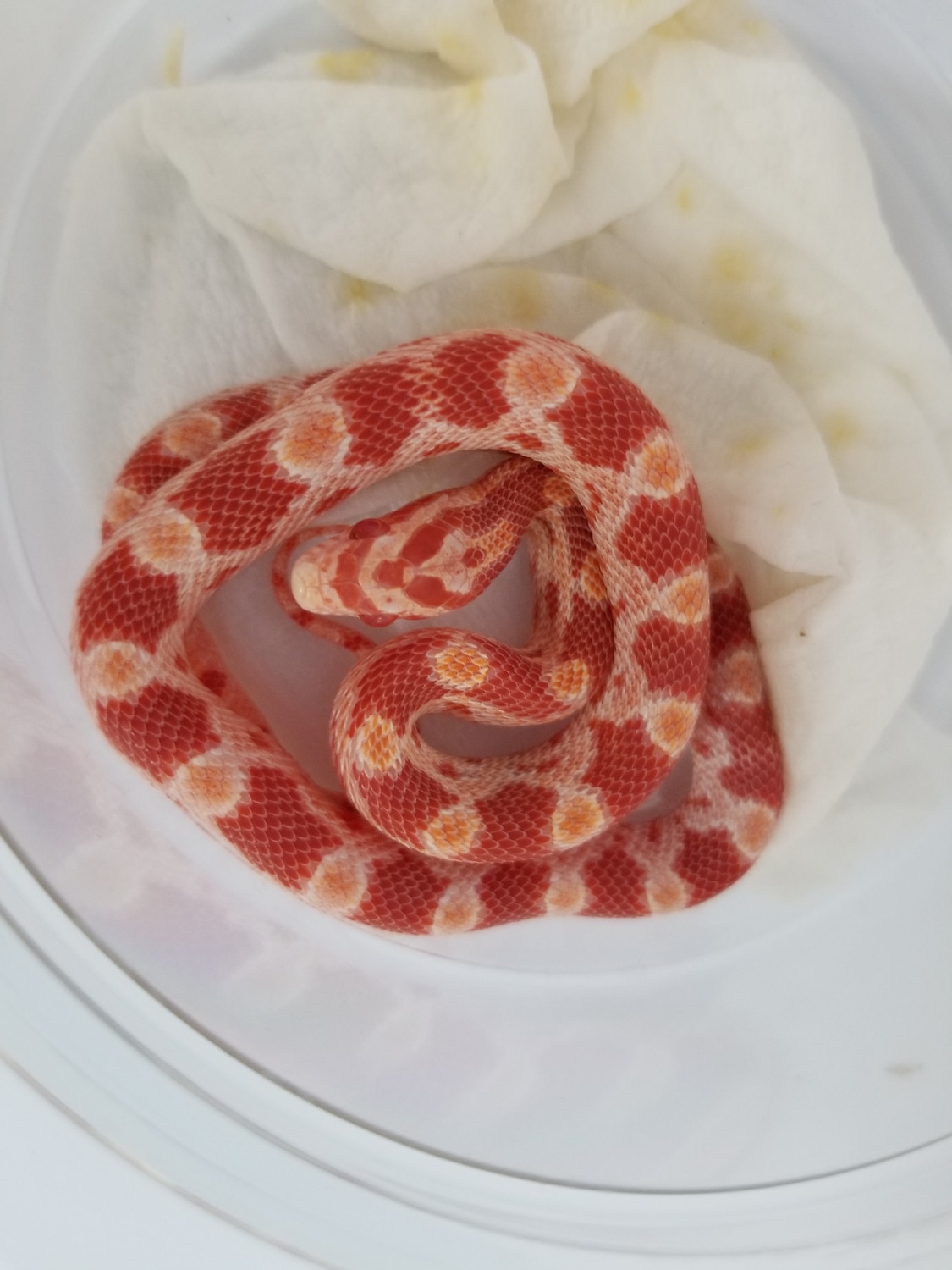 Amel Possible Halo, Het Caramel, Bloodred, Hypo Corn Snake by Midnight ...