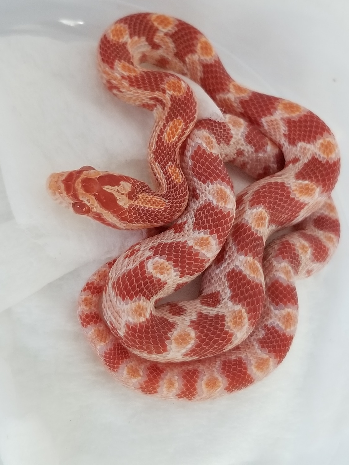 Amel Possible Halo, Het Caramel, Bloodred, Hypo Corn Snake by Midnight ...